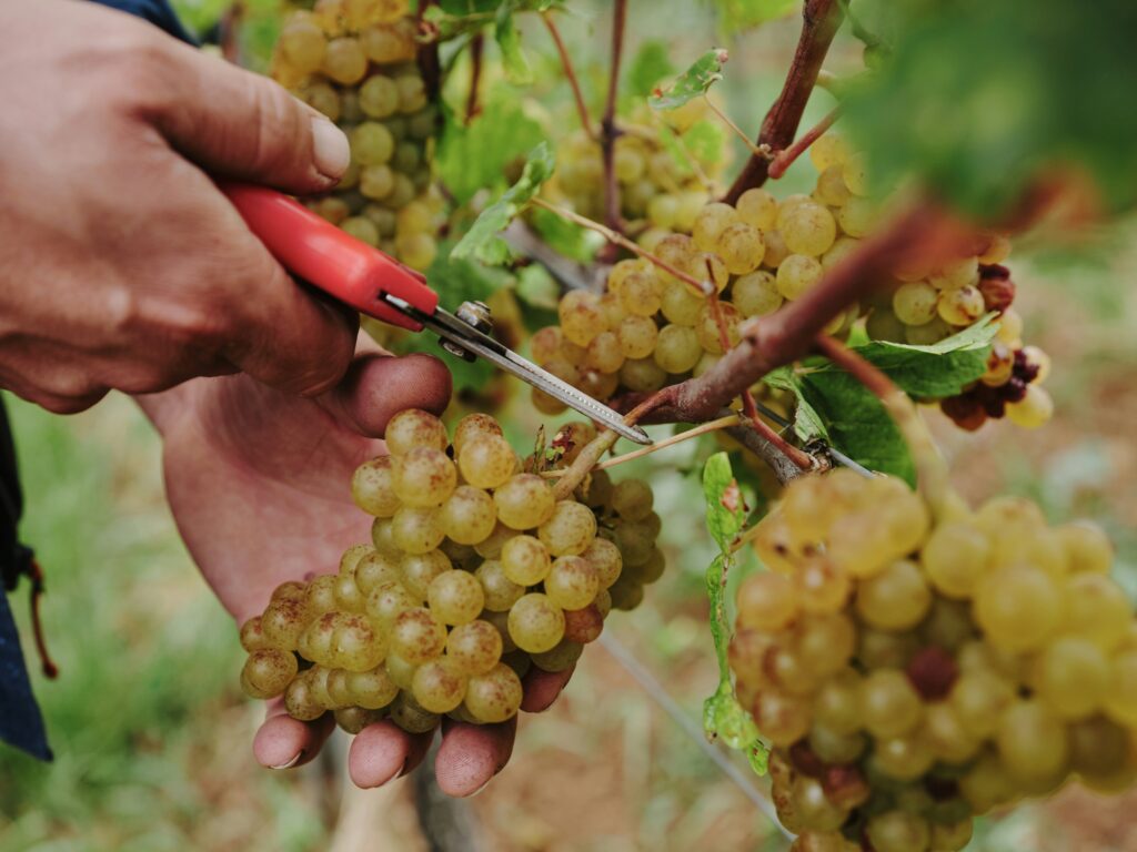 The Usual Varietals: Discovering the Hidden World of Rare Grapes